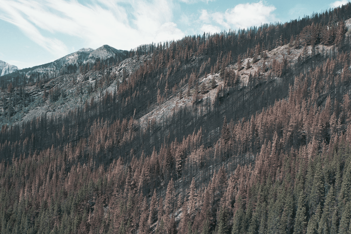 Stopping Pine Beetle Infestations: Detection, Control & Prevention ...
